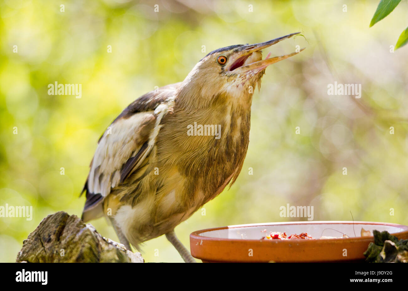 bird, birds, branch, beak, nest, to gorge, engulf, devour, beaks, fly ...