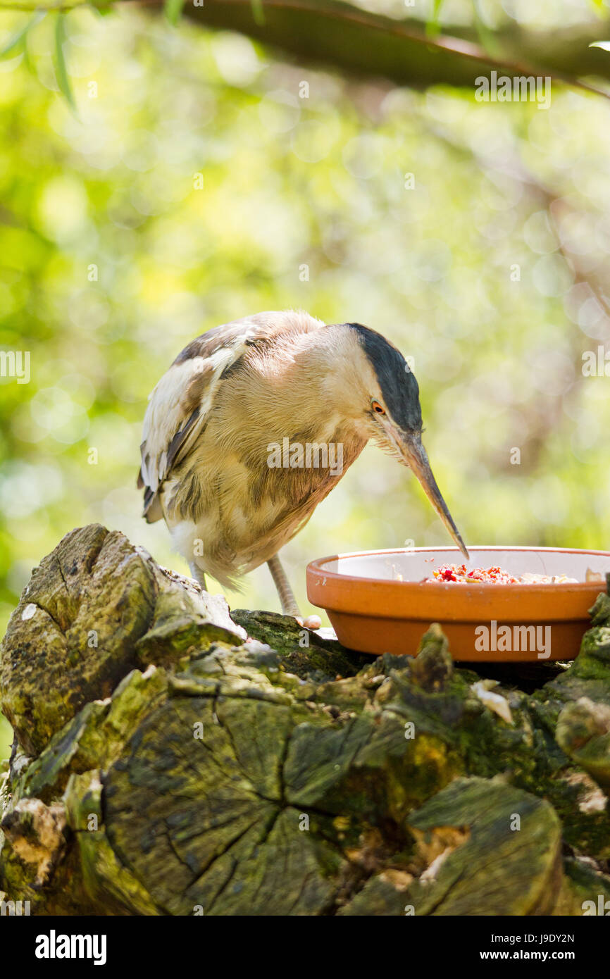 bird, birds, branch, beak, nest, to gorge, engulf, devour, beaks, fly ...