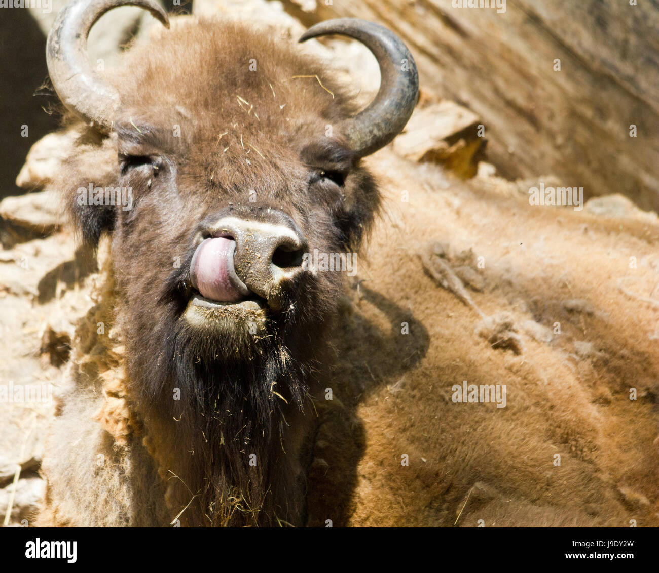 animal, tongue, horn, cornets, cow, bovine, buffalo, bison, animal ...