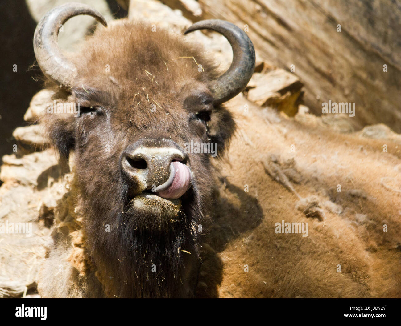 animal, tongue, horn, cornets, cow, bovine, buffalo, bison, animal ...