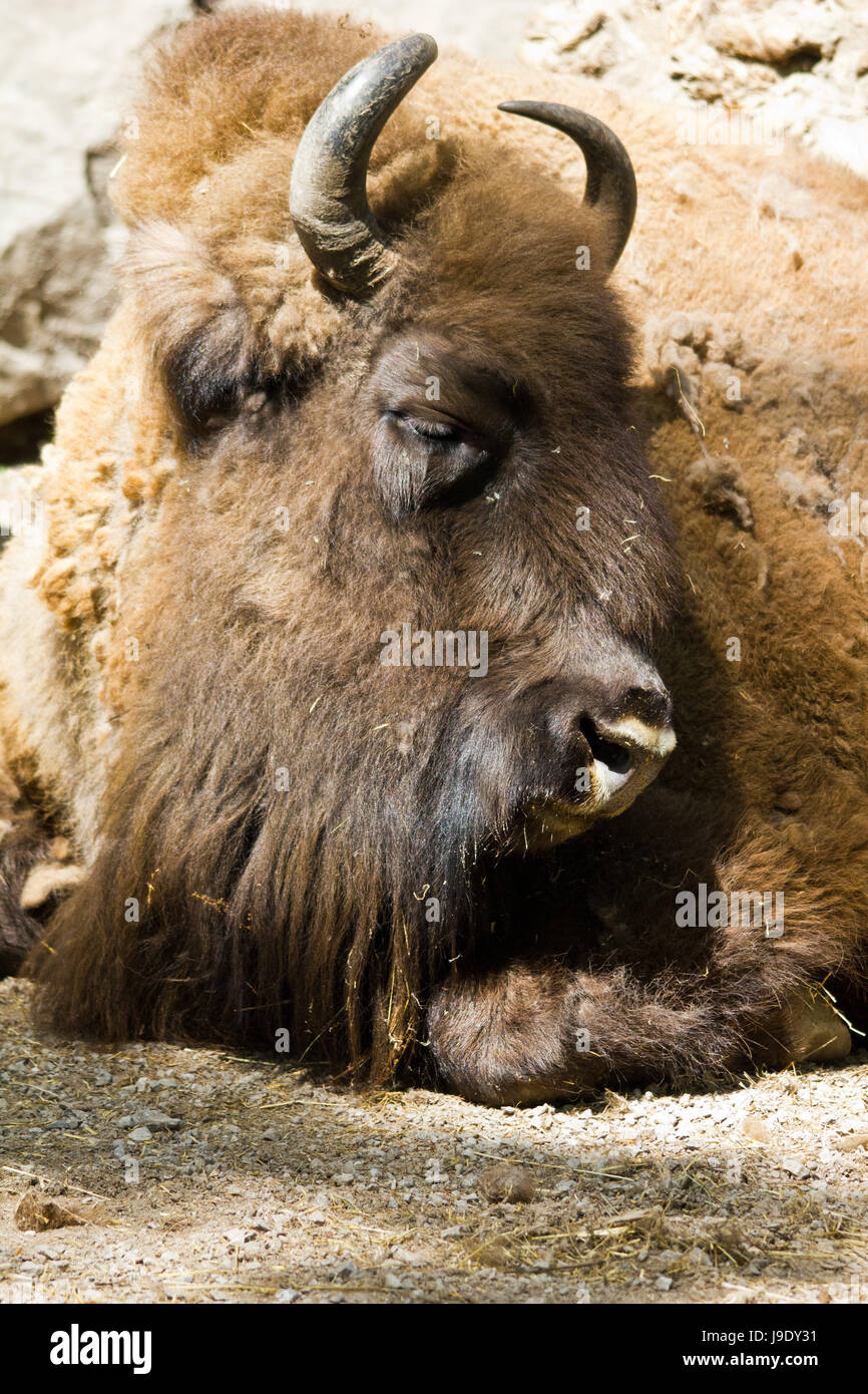 animal, tongue, horn, cornets, cow, bovine, buffalo, bison, animal ...