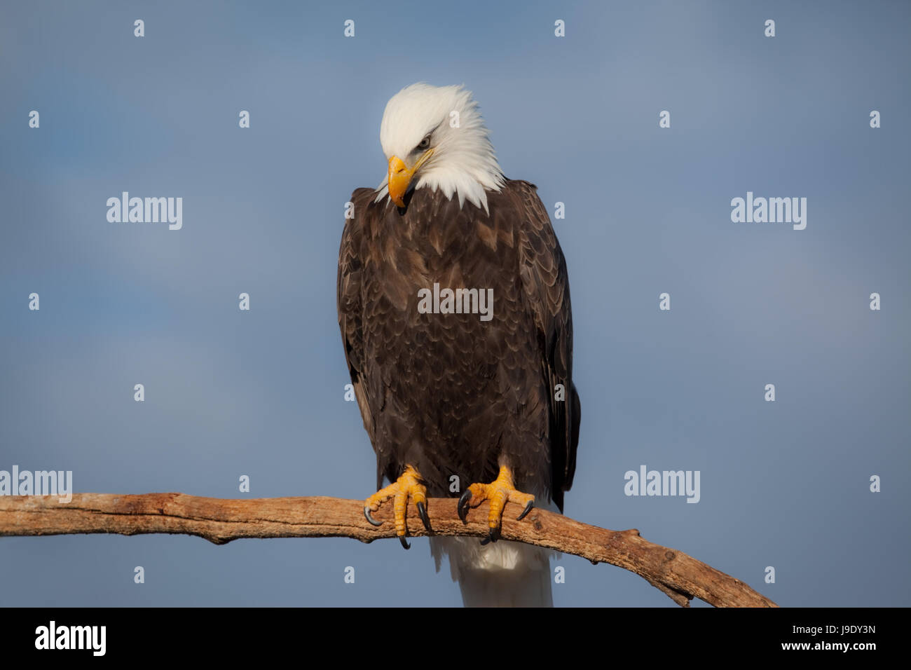 blue, american, animal, bird, wing, raptor, birds of prey, freedom ...