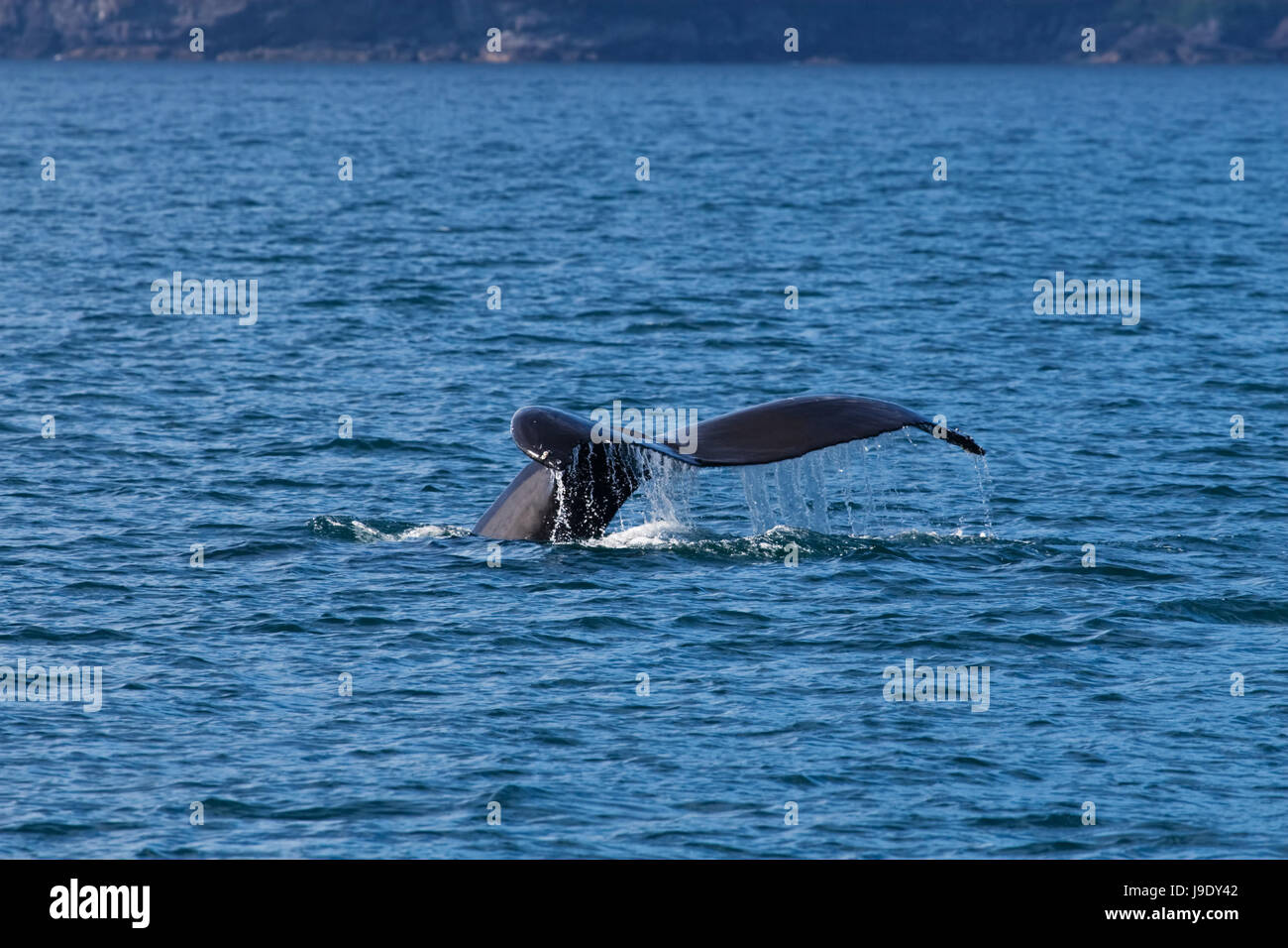 blue, animal, mammal, wildlife, tail, dive, fin, navy, marine, whale ...