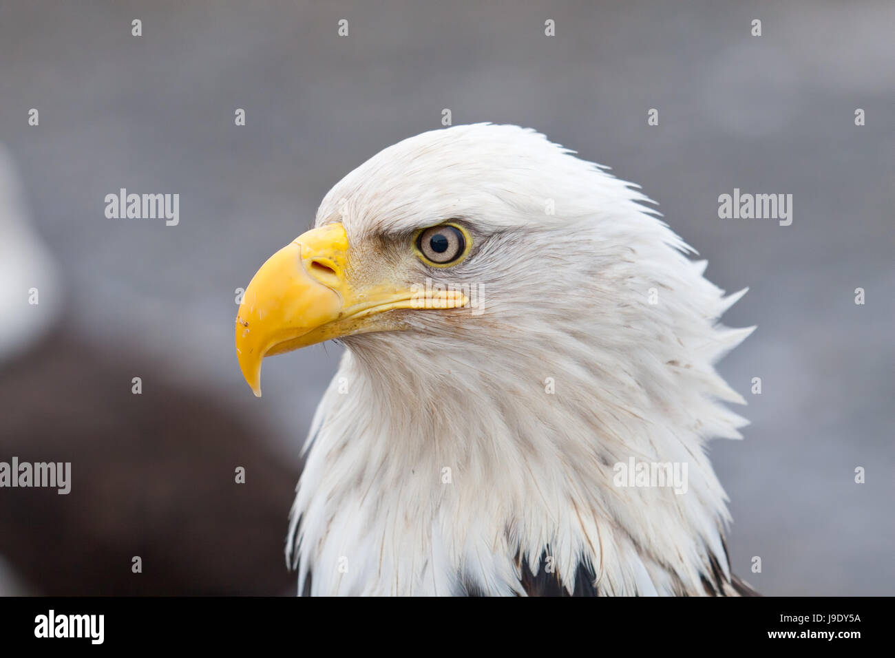 closeup, american, animal, bird, raptor, birds of prey, freedom ...