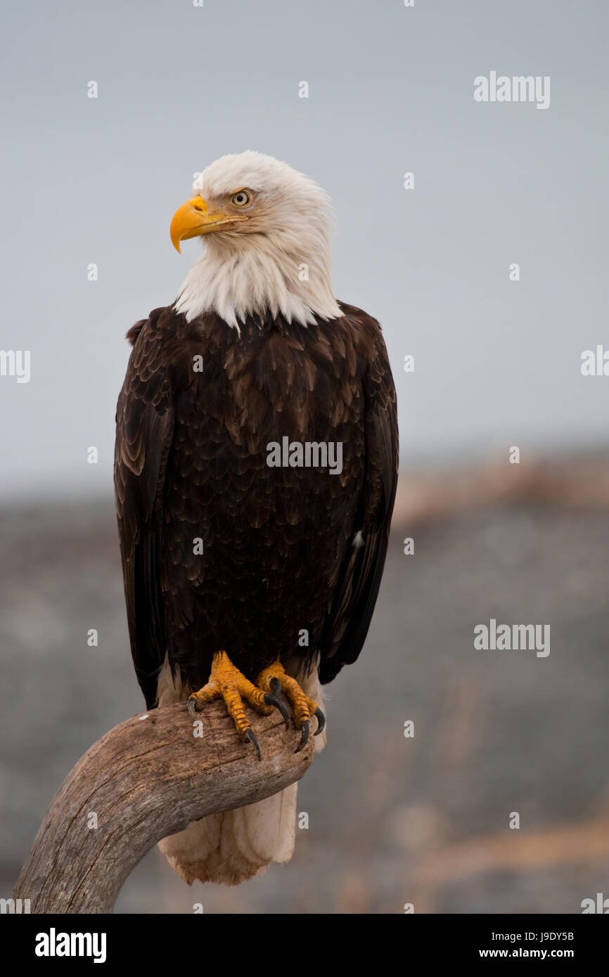 american, animal, bird, raptor, birds of prey, freedom, liberty ...