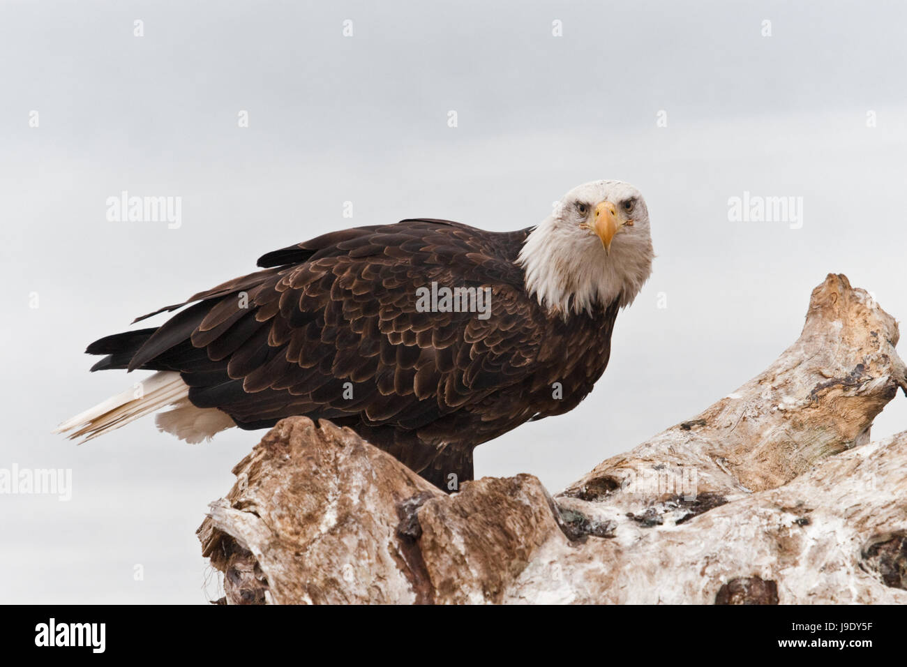 american, animal, bird, raptor, birds of prey, freedom, liberty ...