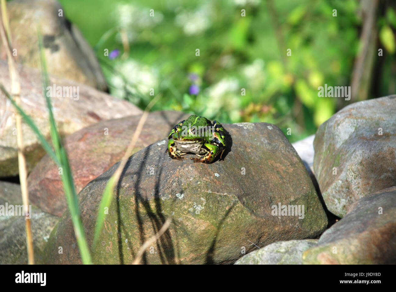 stone, animal, amphibian, green, frog, camouflage, habitat, nature ...