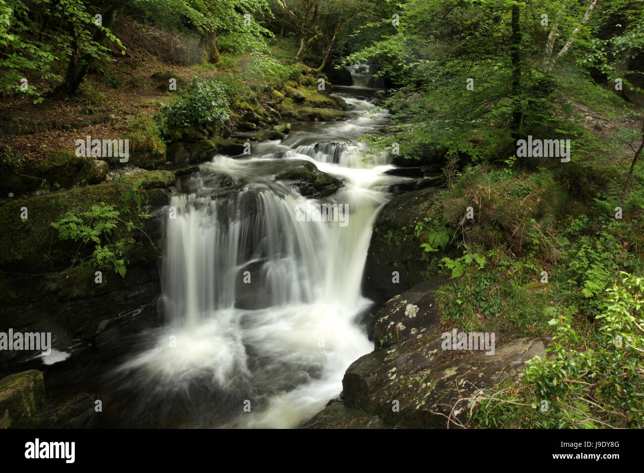 waterfall, river, water, nature, environment, enviroment, flower, plant ...