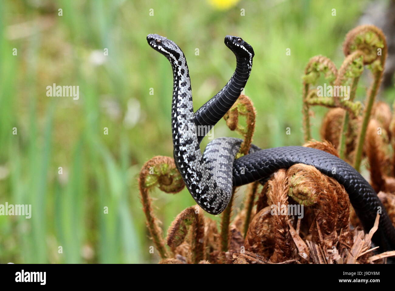 reptiles, male, snakes, adder, poisonous snakes, vipers, europe ...