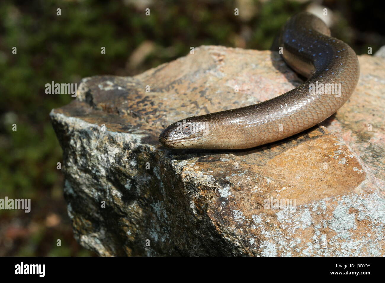 sneak, wildlife, reptiles, male, blindworm, sneak, wildlife, reptiles ...
