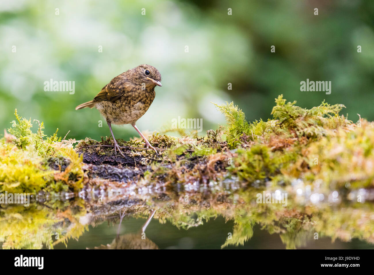 A fledgling robin foraging in springtime Stock Photo - Alamy