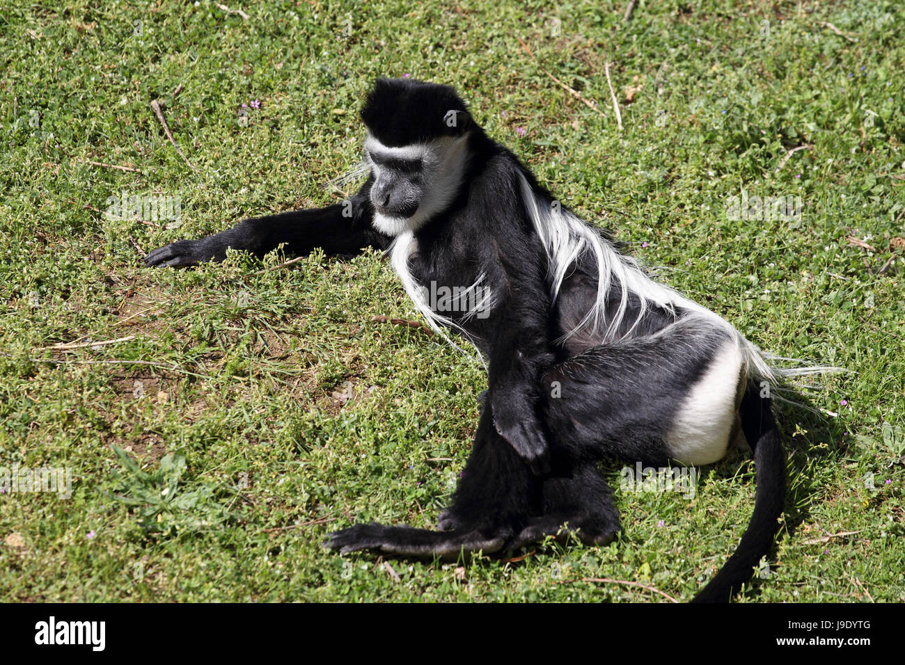 animal, mammal, monkey, captivity, zoo, sleep, sleeping, wildlife ...