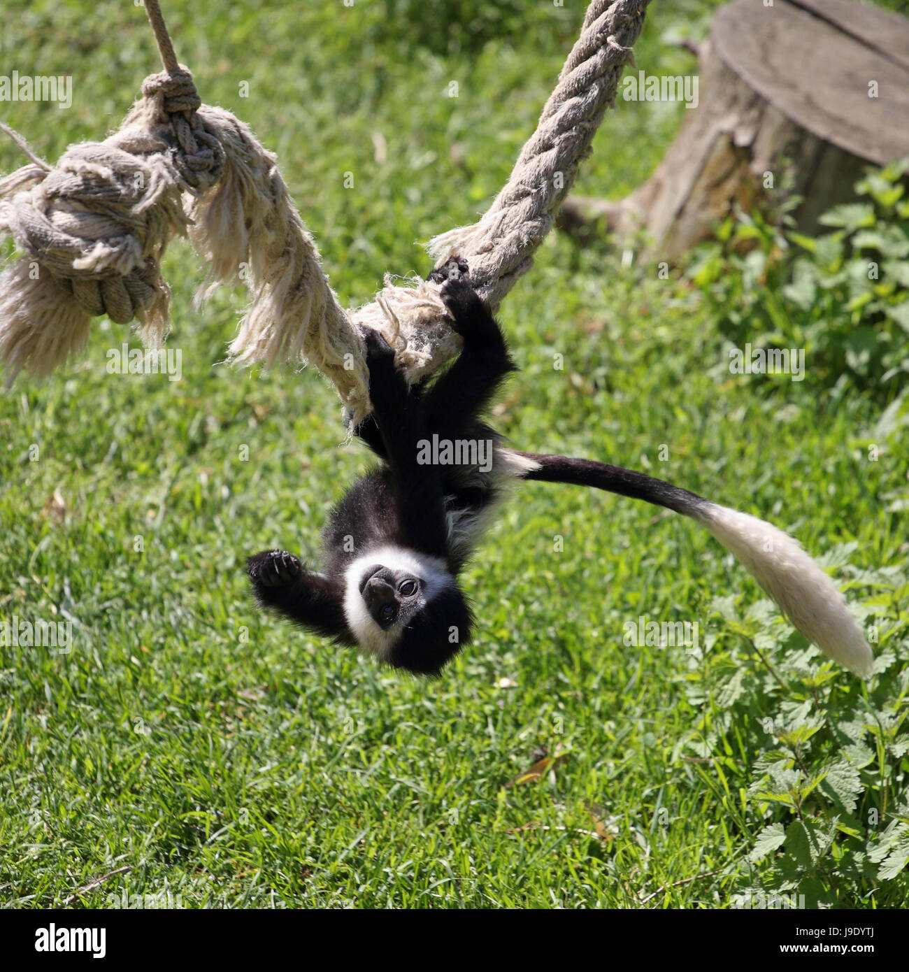 animal, mammal, monkey, captivity, zoo, sleep, sleeping, wildlife ...