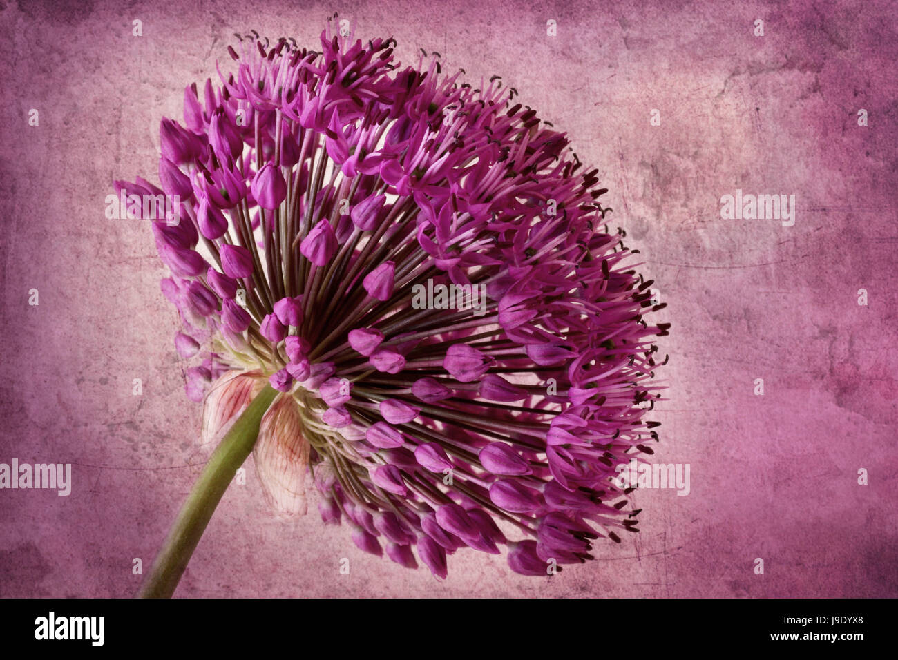 alliums, flower, plant, flowers, bulb flower, alliums, backdrop ...