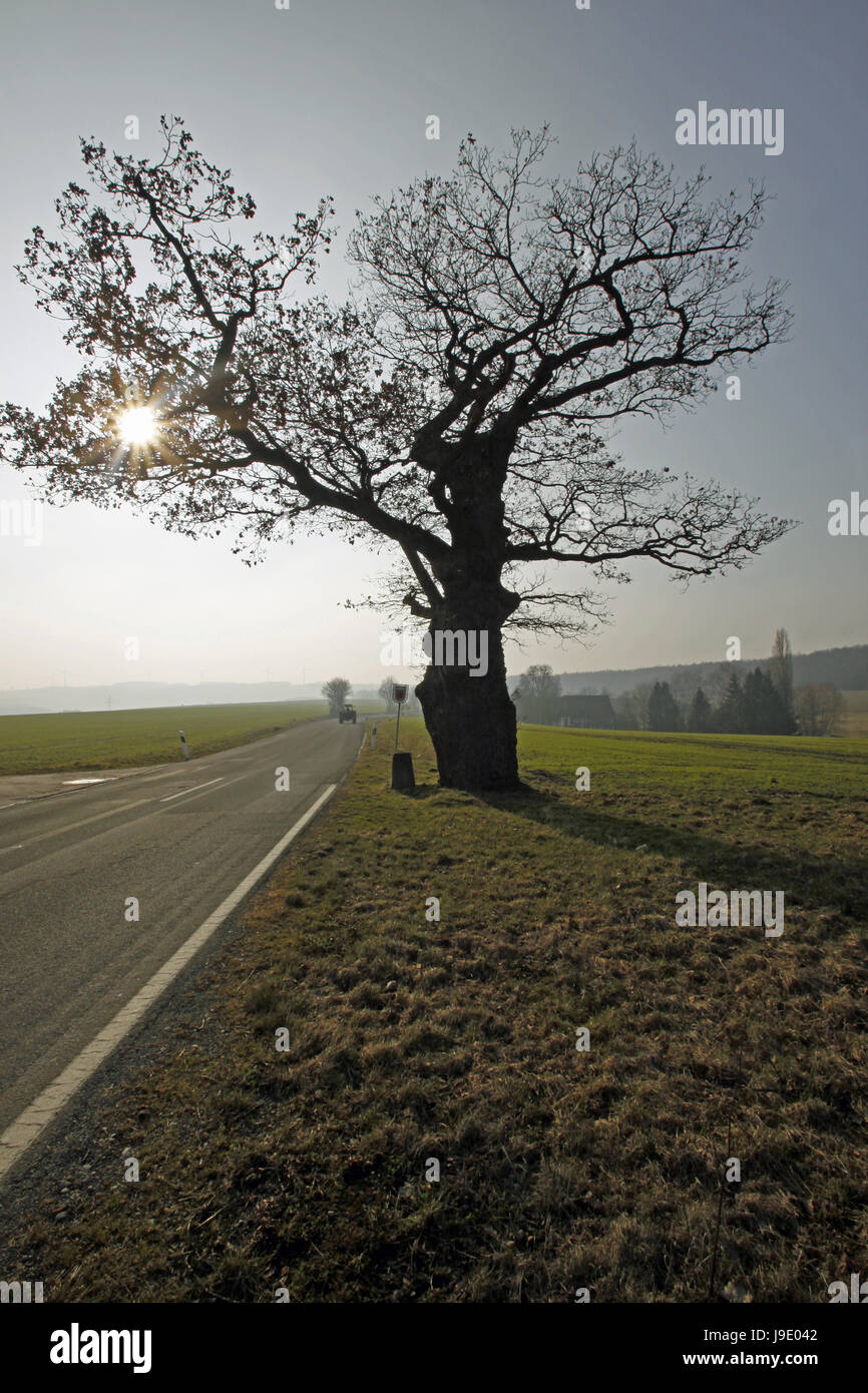 tree, deciduous tree, oak, very old, leaves, foliage, big, large ...
