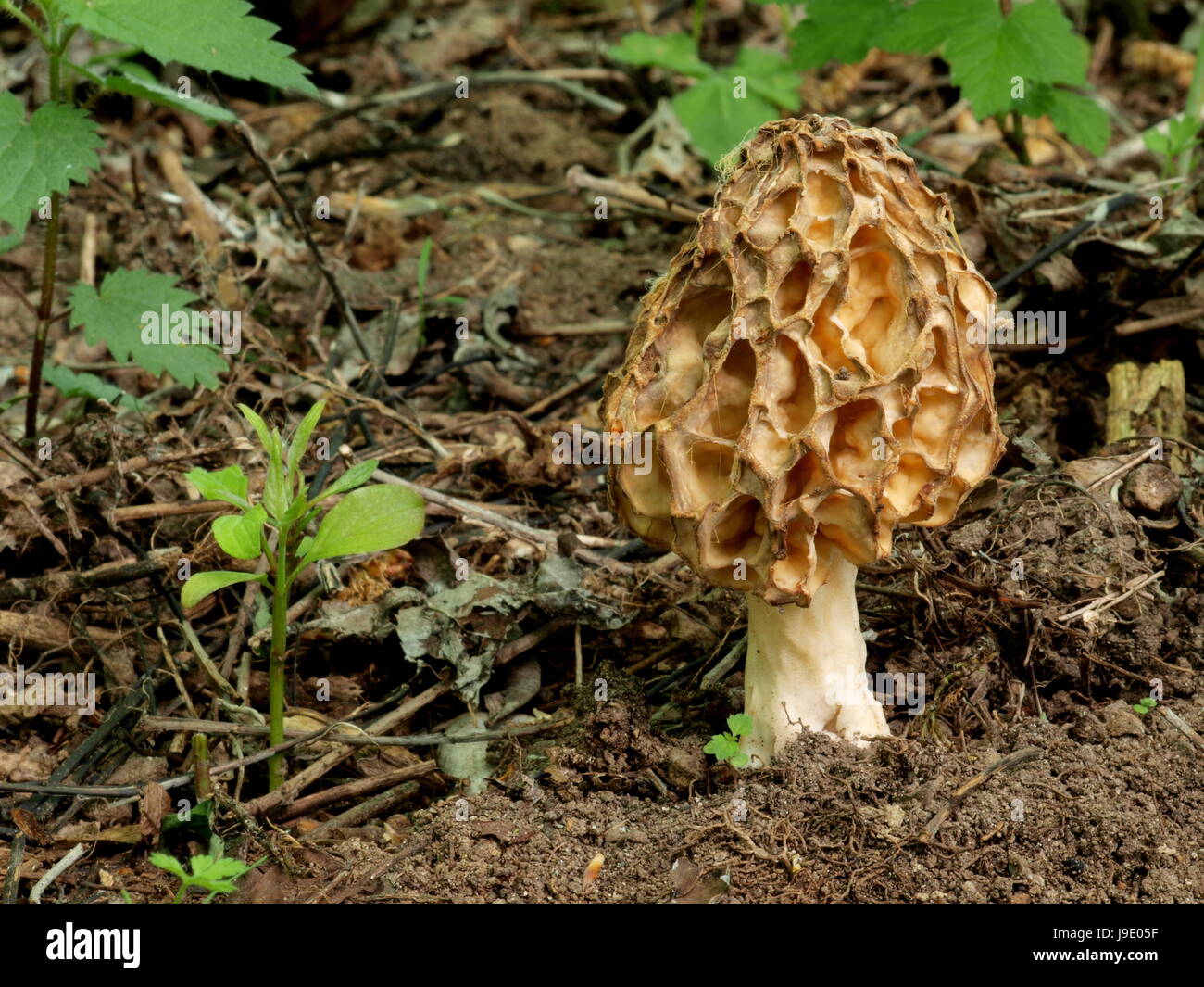 speisemorchel - morchella esculenta Stock Photo - Alamy