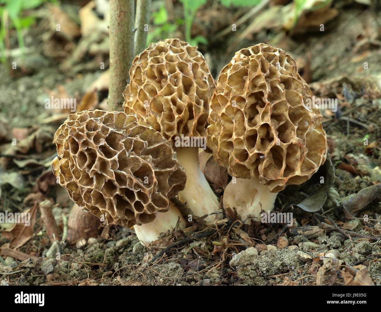 edible morels - morchella esculenta Stock Photo - Alamy