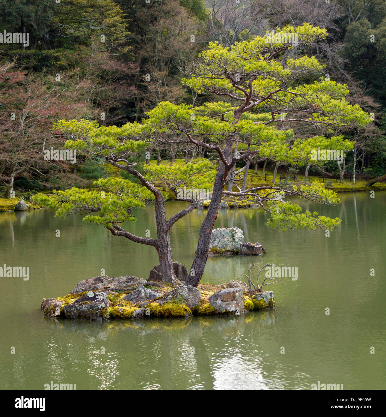 tree, park, garden, asia, japan, landscape, scenery, countryside ...