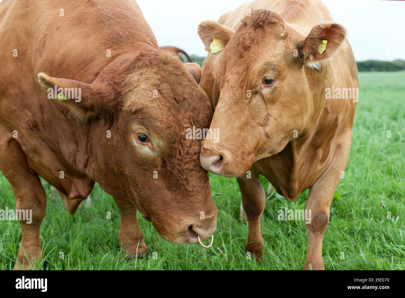 A South Devon bull in a field with a cow Stock Photo - Alamy
