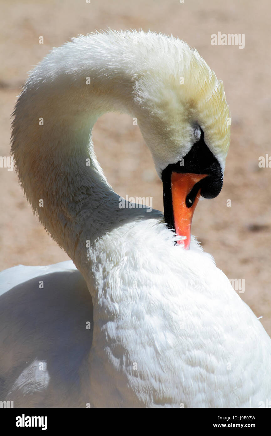 animal, bird, wild, elegance, grace, creature, wildlife, one, white ...