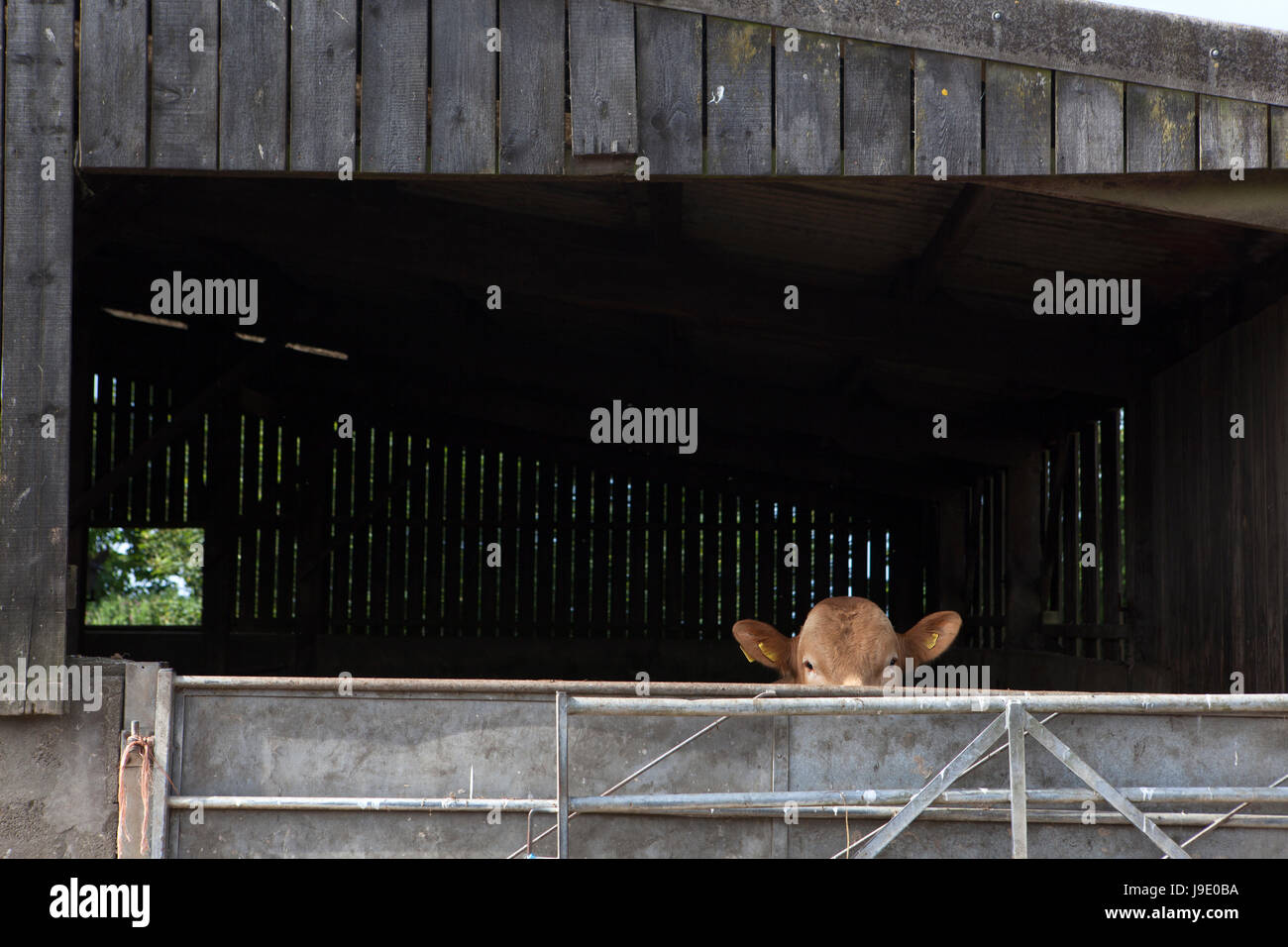 Bull at farm gate hi-res stock photography and images - Alamy