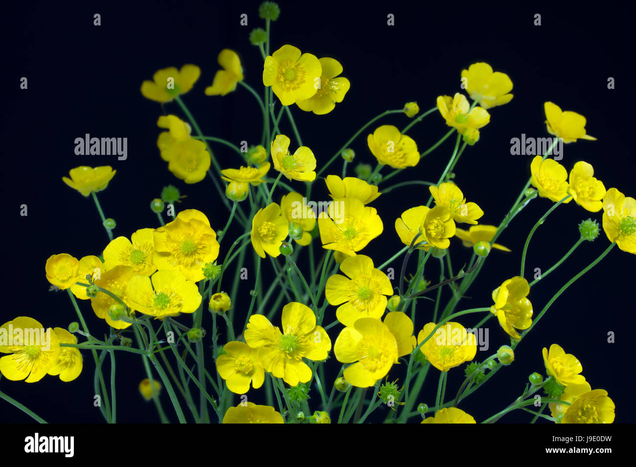 flower, plant, bloom, blossom, flourish, flourishing, crowfoot, yellow ...