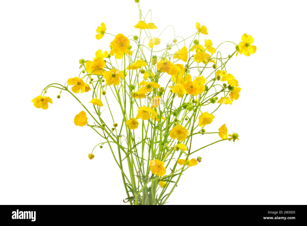 buttercup (ranunculus acris Stock Photo - Alamy