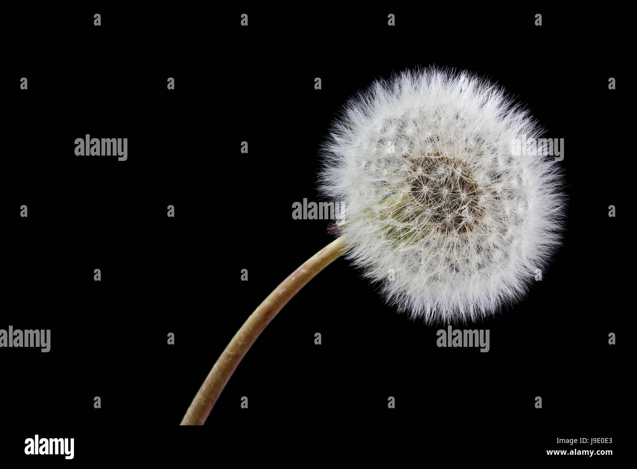 dandelion finished flowering Stock Photo - Alamy