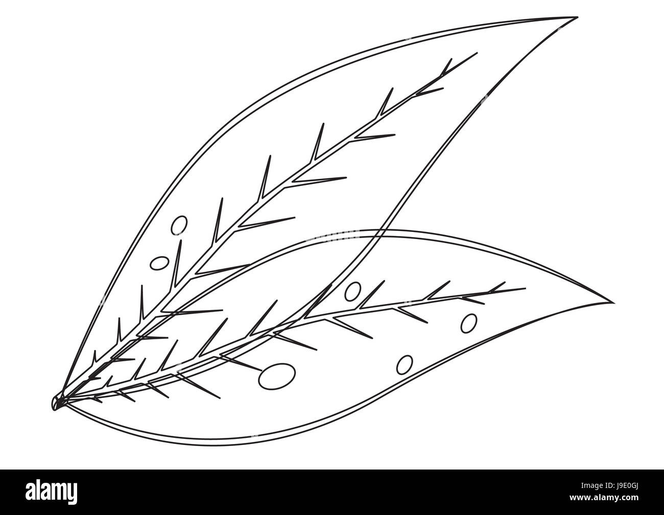 beautiful, beauteously, nice, leaf, single, art, isolated, model ...