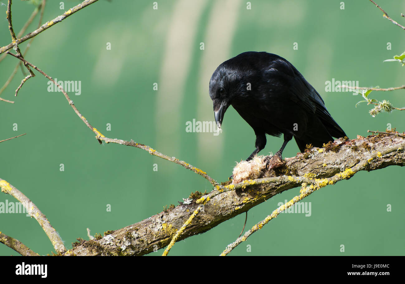 black, swarthy, jetblack, deep black, scavenger, crow, carrion, death ...