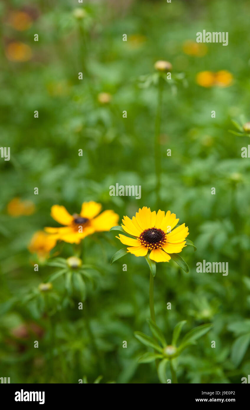 leaf, environment, enviroment, garden, flower, plant, bloom, blossom ...