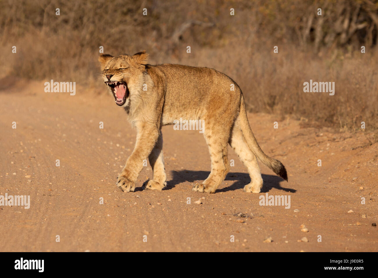 animal, africa, lion, cat, big cat, feline predator, predator, vertical ...