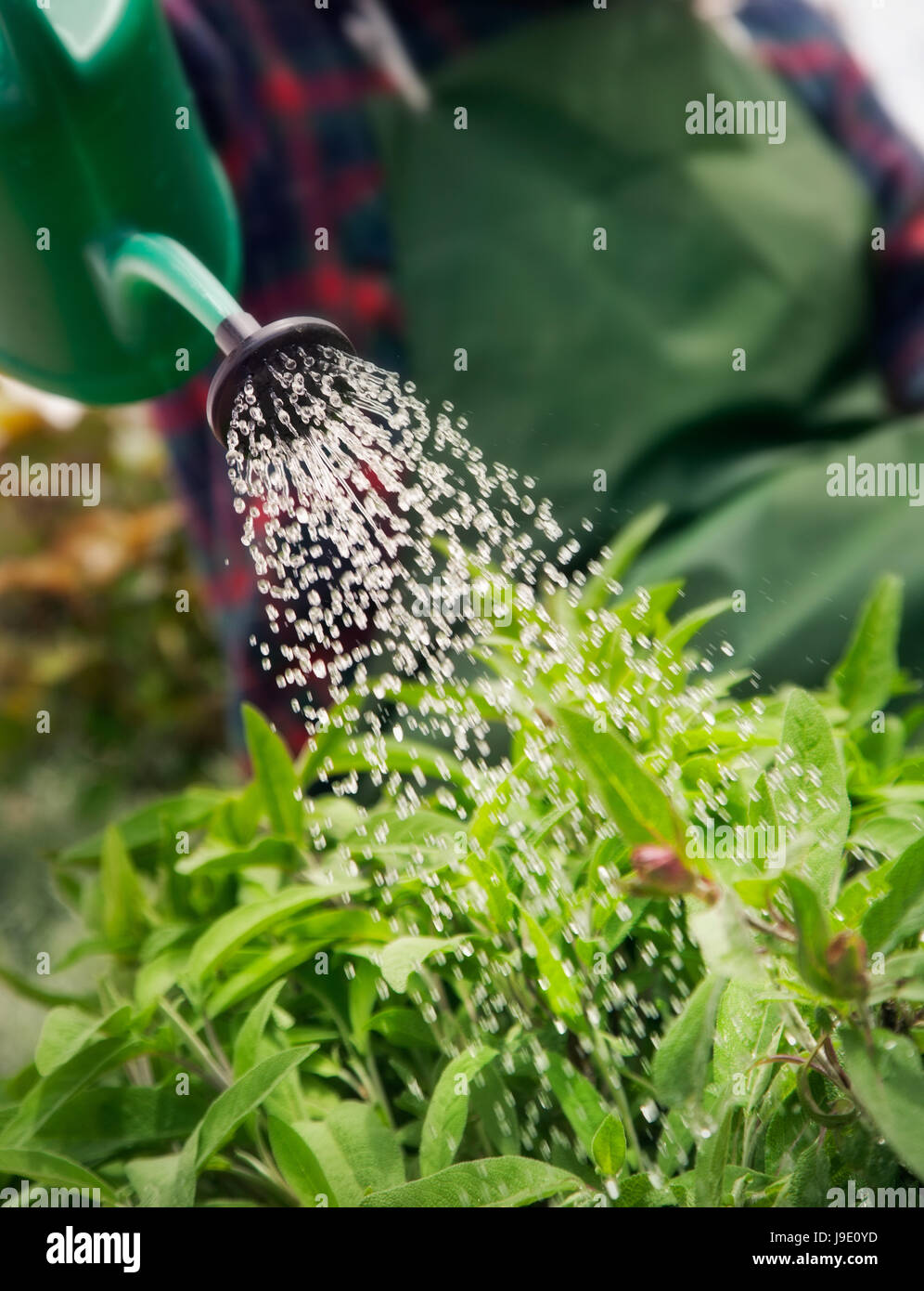 garden, spring, gardener, work, factory, nature, close, humans, human ...