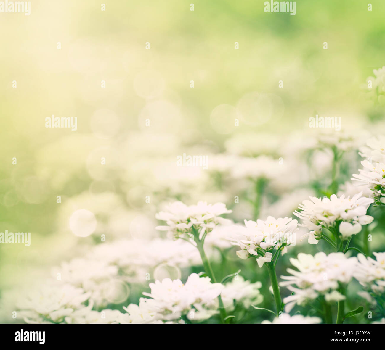 flower, plant, summer, summerly, spring, backdrop, background, floral ...