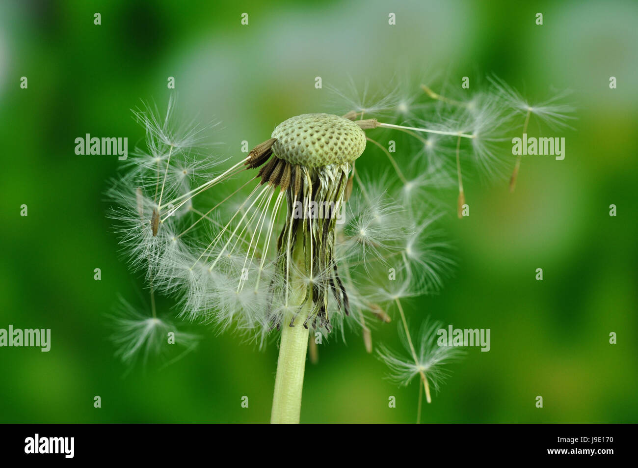 flower, plant, blow, blowball, sperm, dandelion, flies, corn, motion ...
