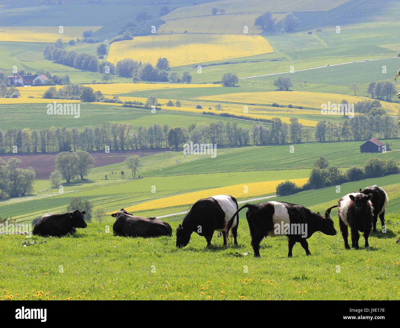 tree, trees, bull, coleseed, spring, fields, dandelion, cow, bovine ...