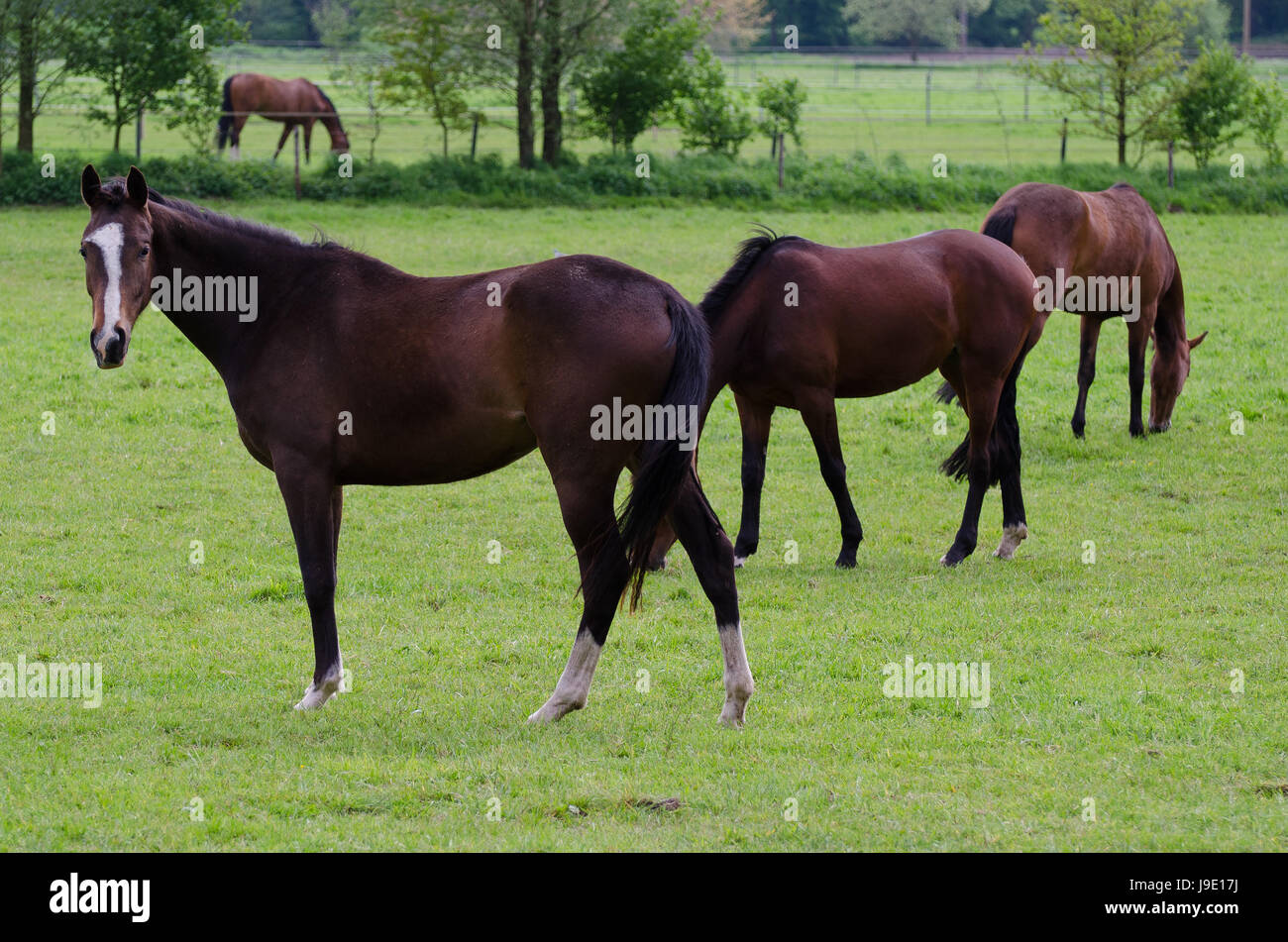 ride, horse, animal, waist belt, horseriding, nature, horse, animal ...