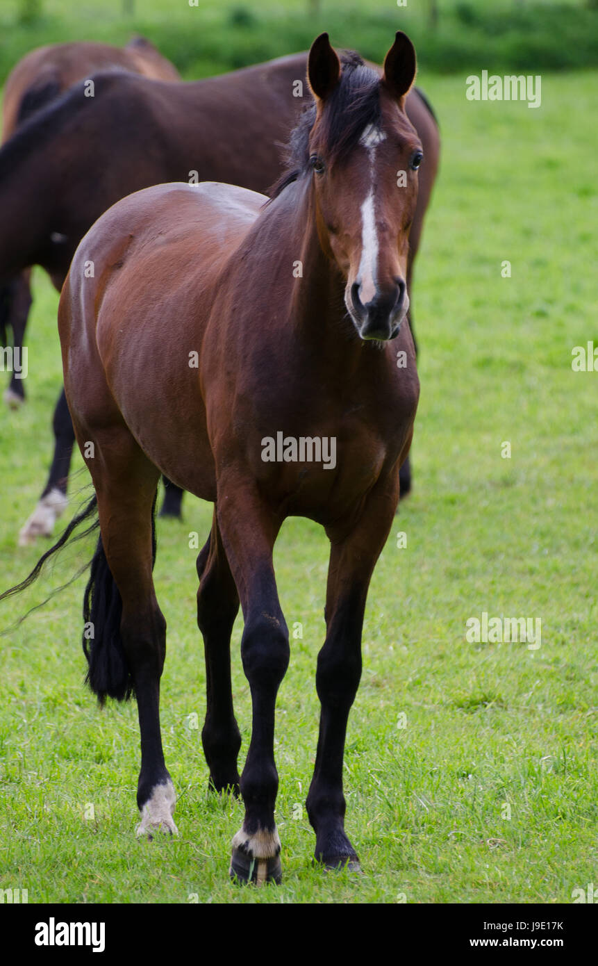 ride, horse, animal, waist belt, horseriding, nature, horse, animal ...
