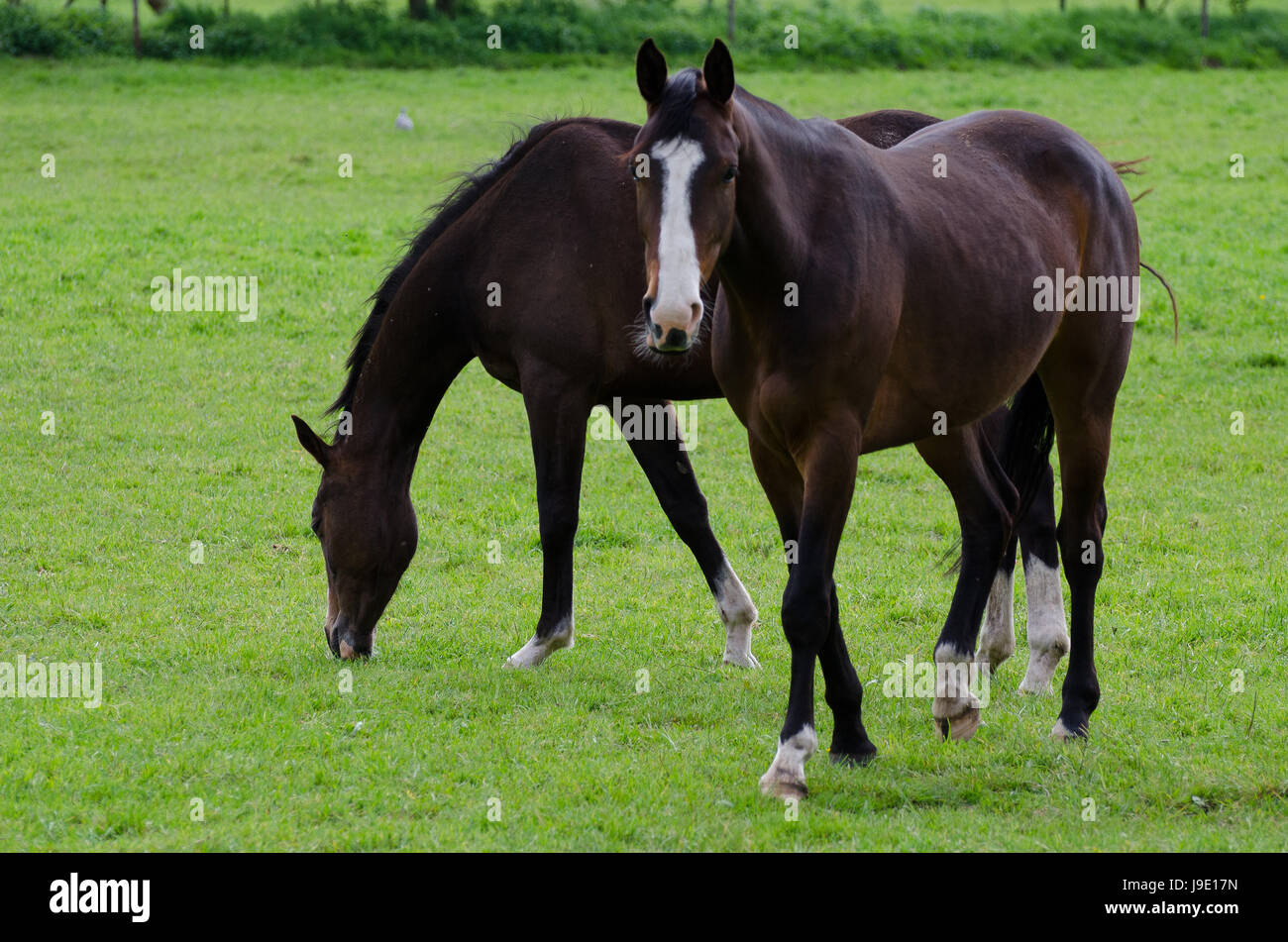 ride, horse, animal, waist belt, horseriding, nature, horse, animal ...