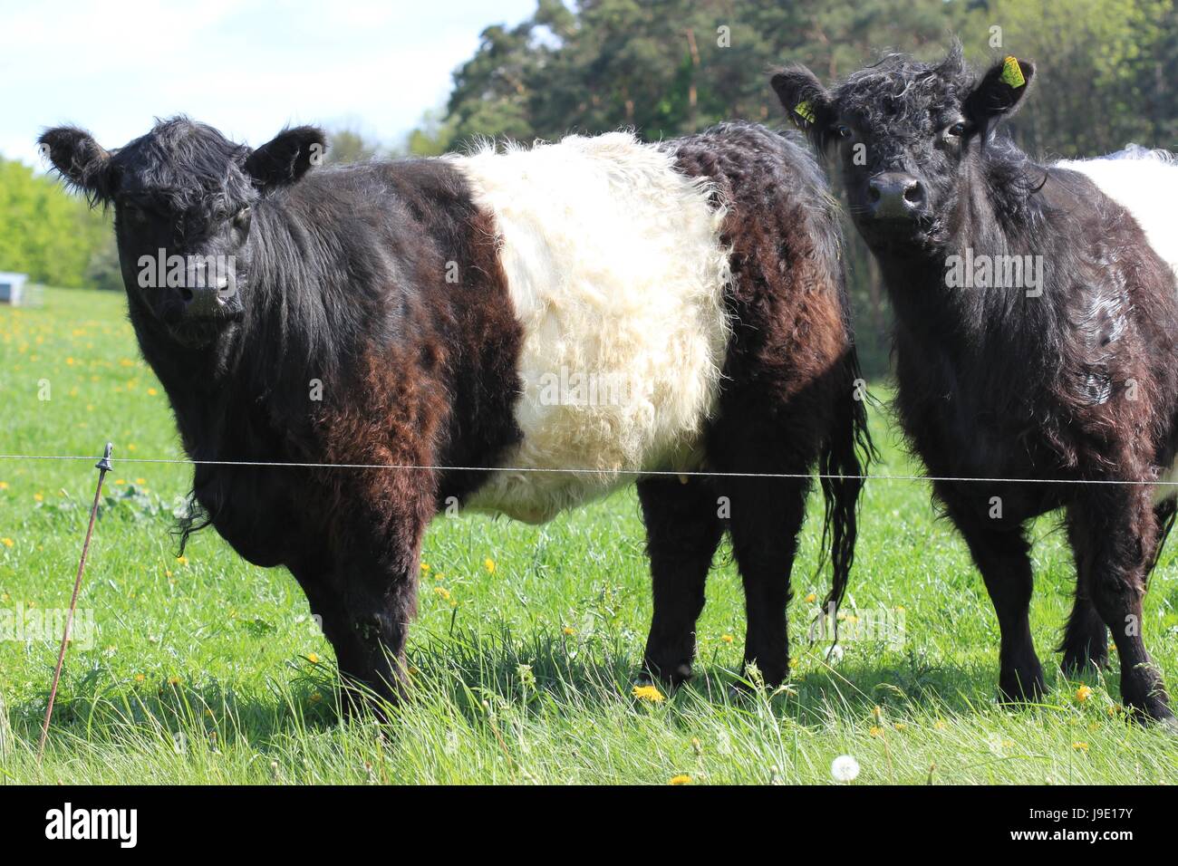 tree, trees, spring, dandelion, cow, bovine, cows, cattle, calf, calves ...