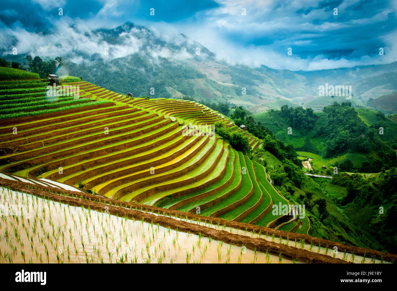 Vietnamese rice field terrace in northern Vietnam Stock Photo - Alamy