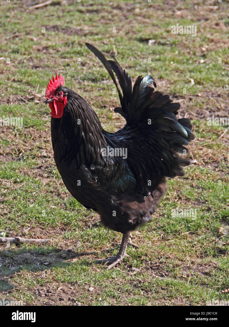 bird, black, swarthy, jetblack, deep black, birds, poultry, chicken ...