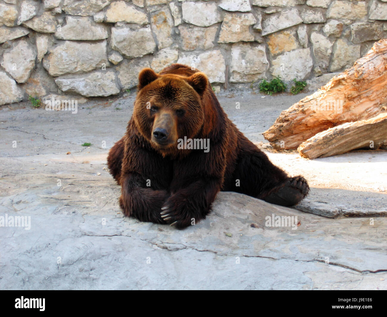 mammal, bear, brown, brownish, brunette, wild, animals, zoo, fur, sigh ...