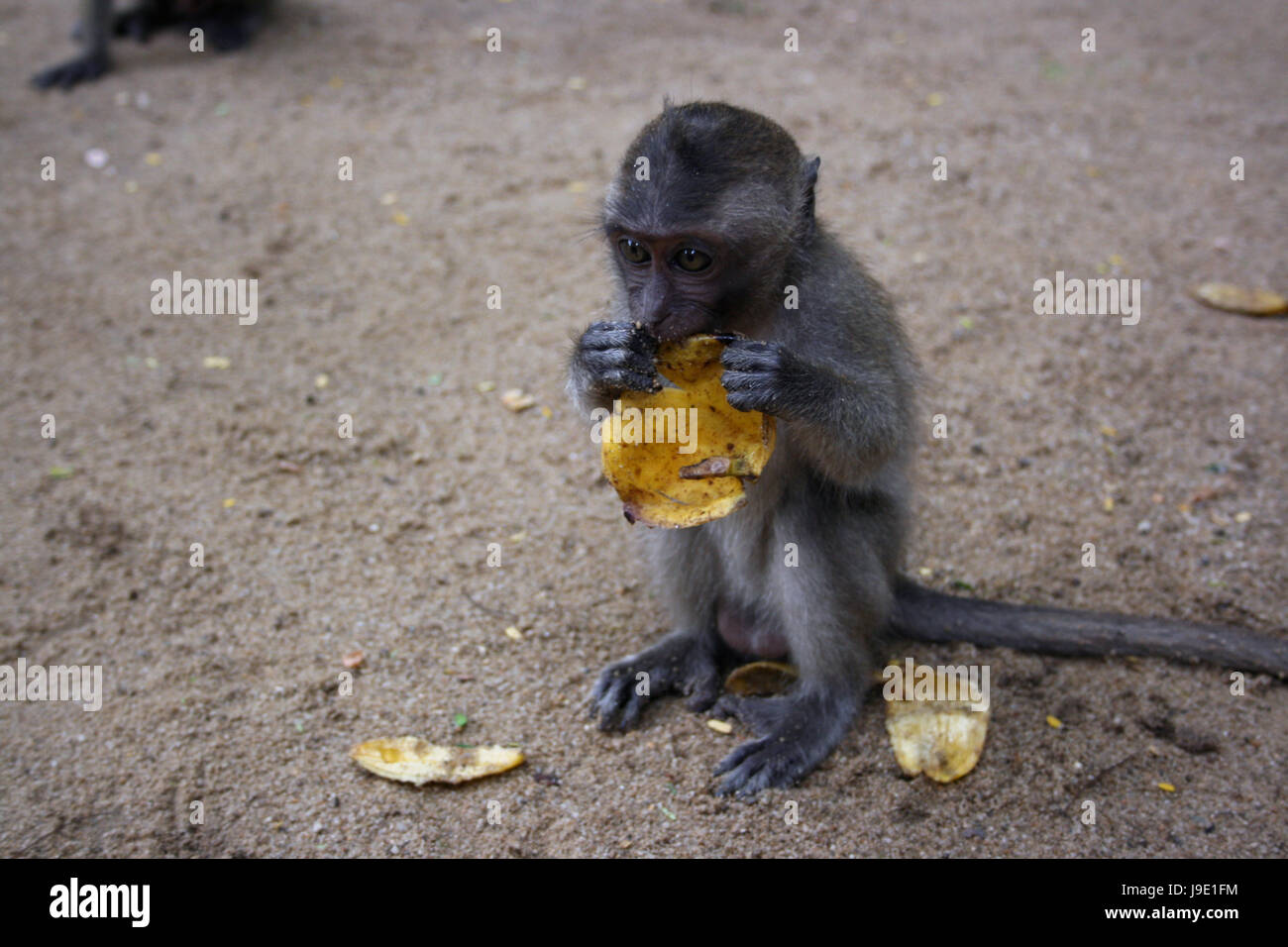 mammal, monkey, eye, organ, wildlife, day, during the day, maddening ...