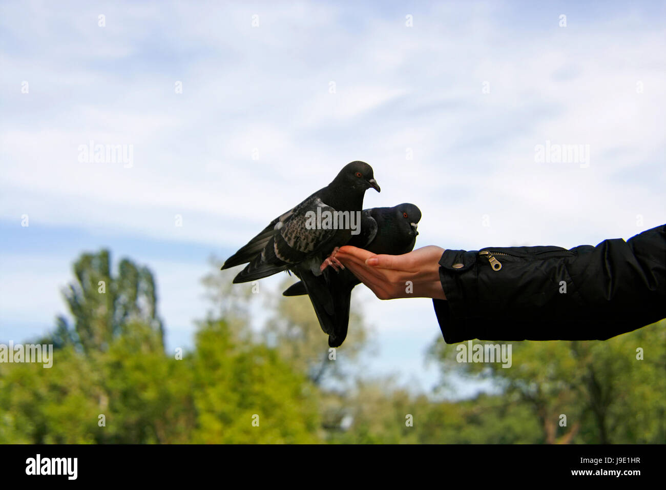 closeup, bird, easter, claw, feather, feeding, eating, eat, eats, woman ...