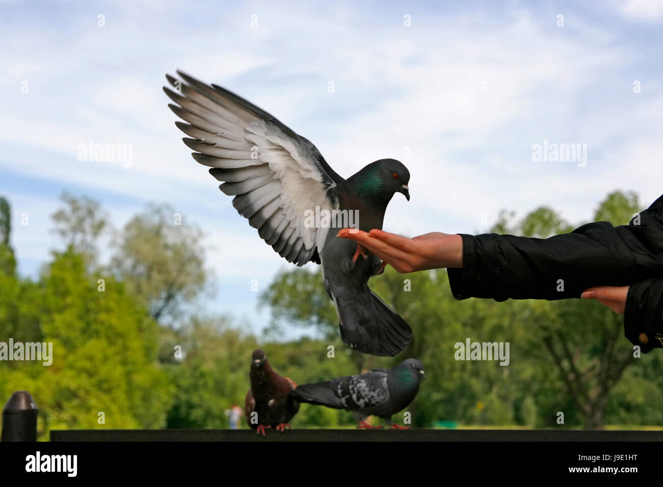 closeup, bird, easter, claw, feather, feeding, eating, eat, eats, woman ...