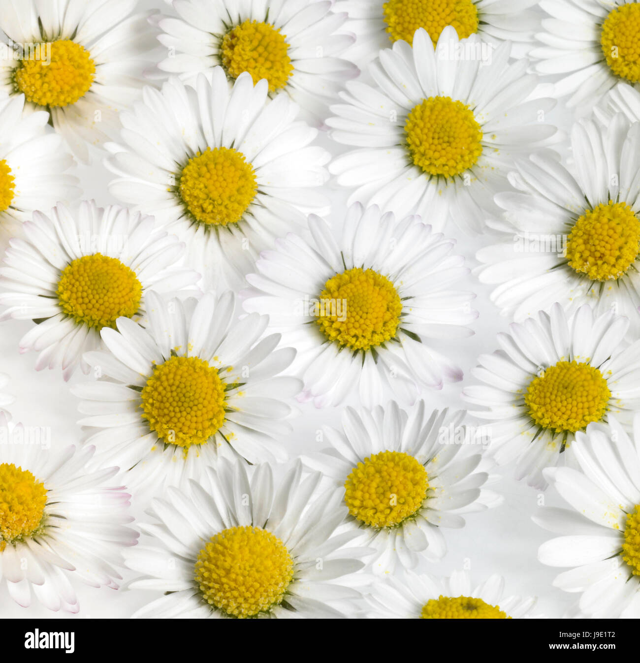 floral daisy flower background Stock Photo - Alamy