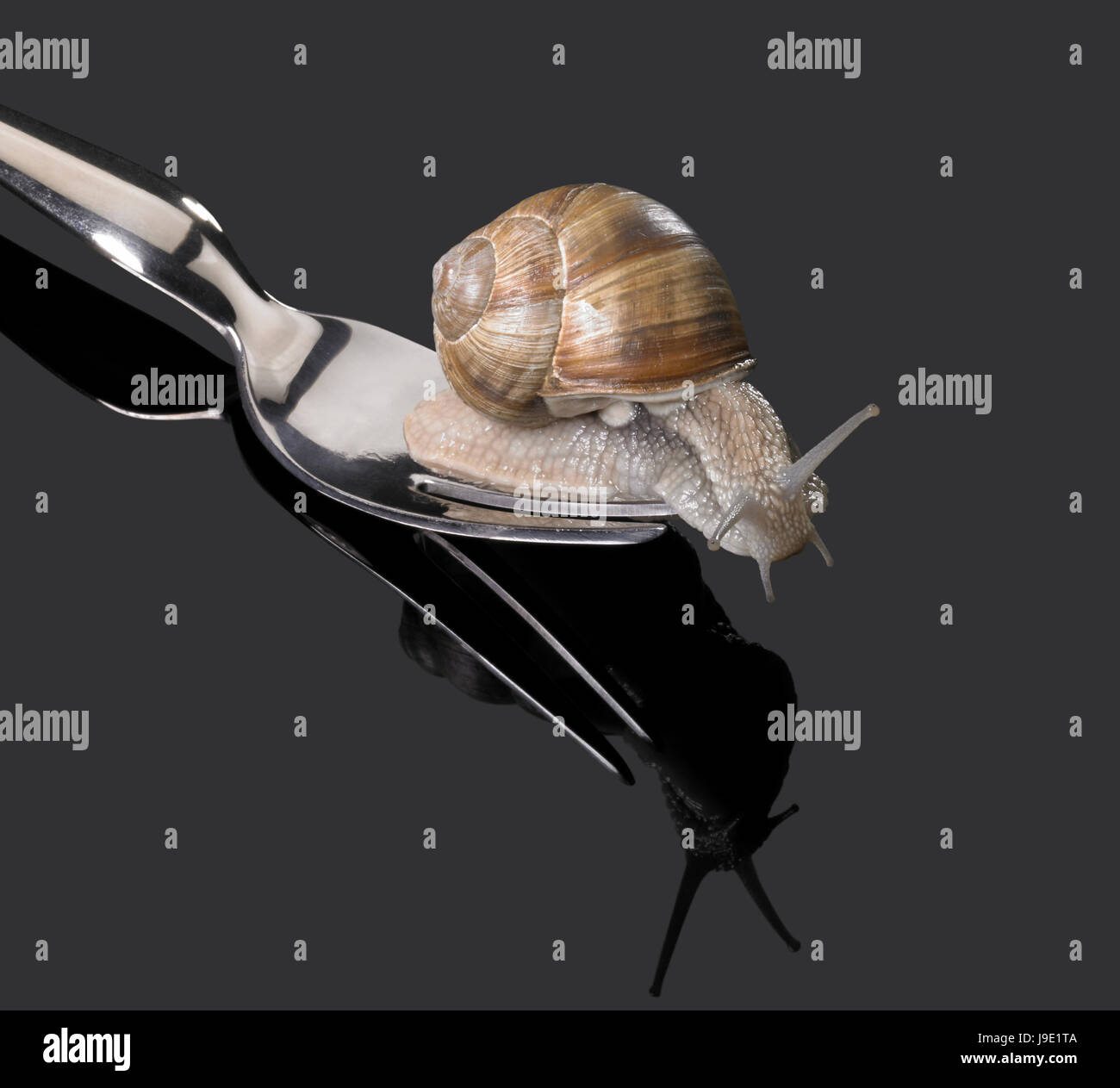 snail, edible snail, snail shell, fork, gastropod, motion, postponement ...