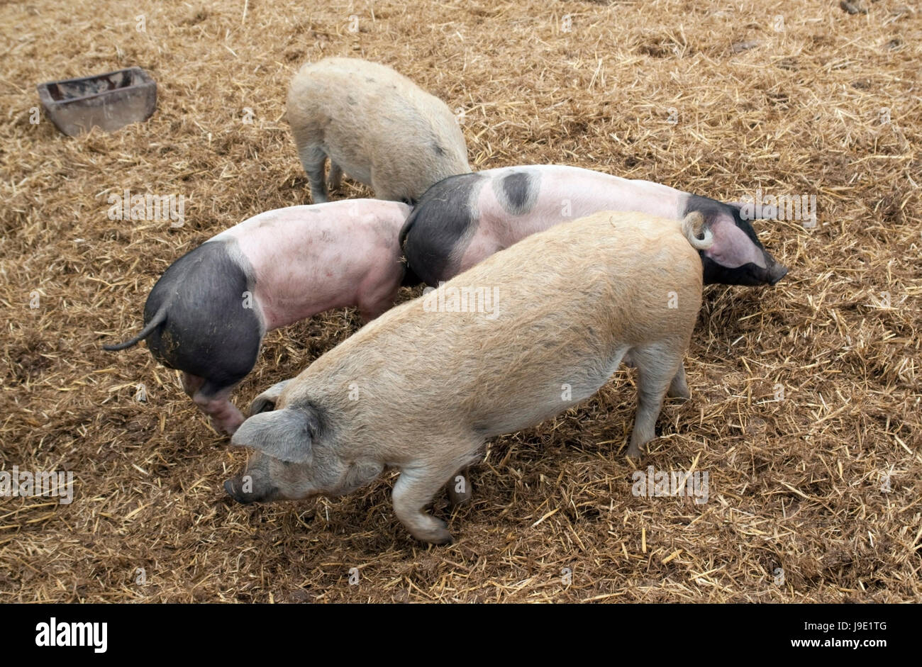 mammal, agriculture, farming, pets, domestic pig, pig, environment ...