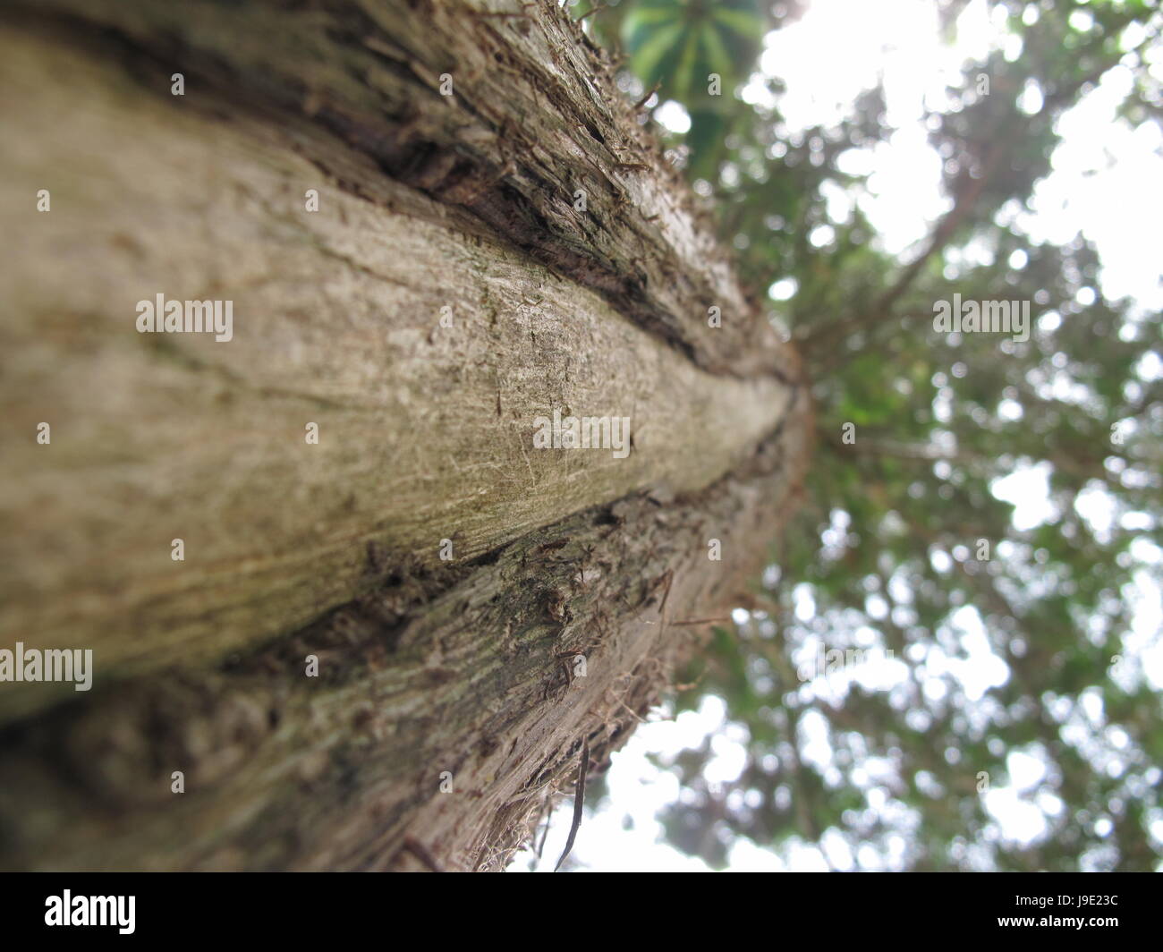 Abstract bugs hi-res stock photography and images - Alamy